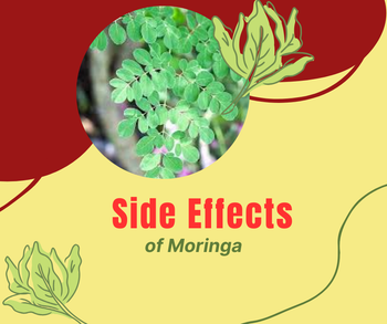 Is Moringa Safe? Side Effects, Benefits, and Who Should Avoid It – AMAL ...